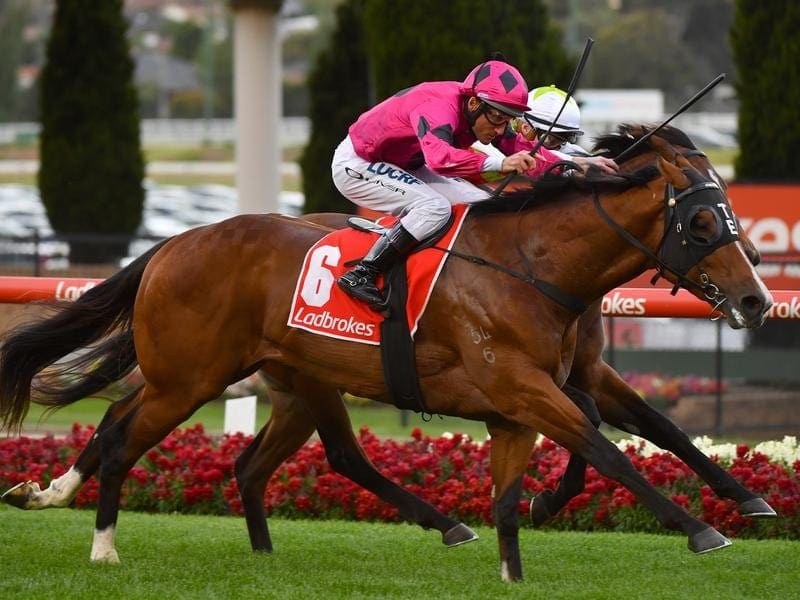 Coolmore Stud Stakes option for Ruuca | Betting Site