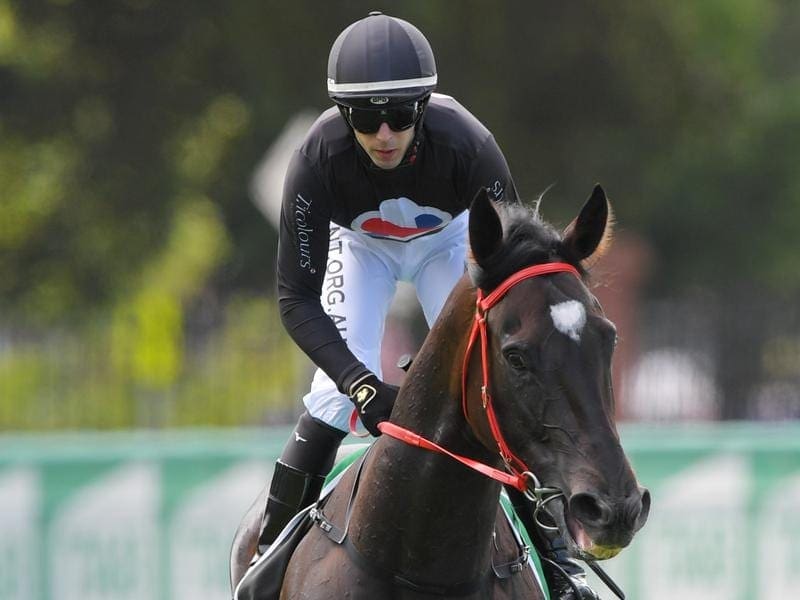 Ambitions high for Fasika after Wenona win | Betting Site
